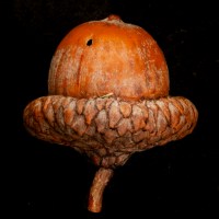 America’s New National Security Strategy: Let the War Dogs Loose ...